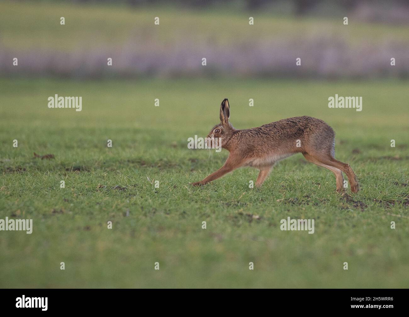 A Brown Hare running fast across a farmers wheat field. Showing how its ...