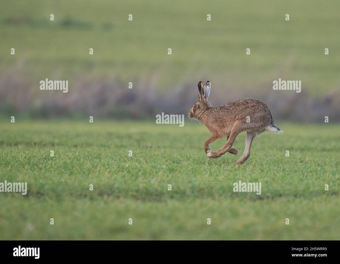 A Brown Hare running fast across a farmers wheat field. Showing how its ...
