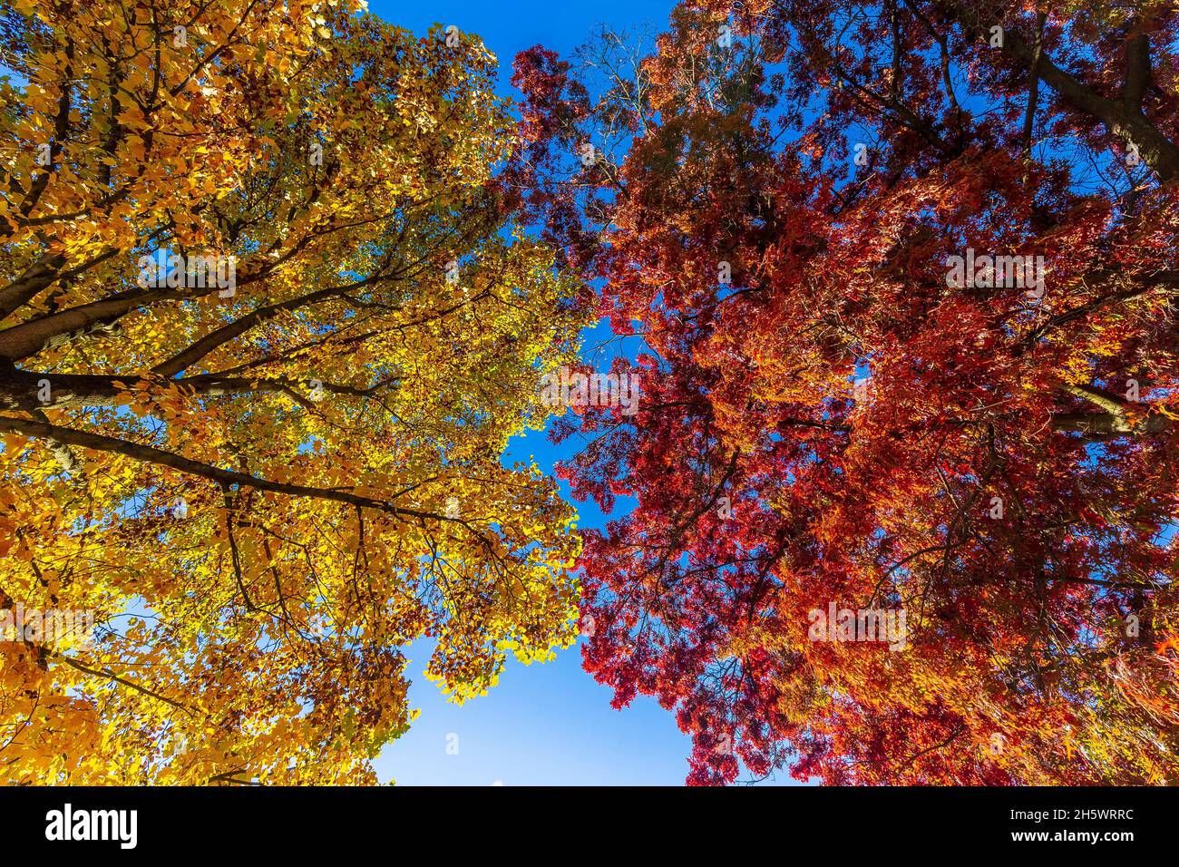 Autumn foliage scenery during daylight Stock Photo - Alamy