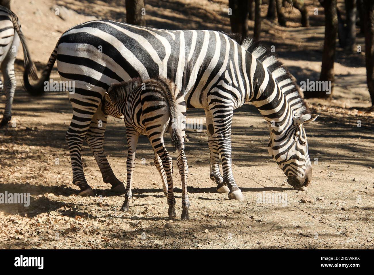 Adorable little zebra drinking mothers milk standing on the soil ground ...