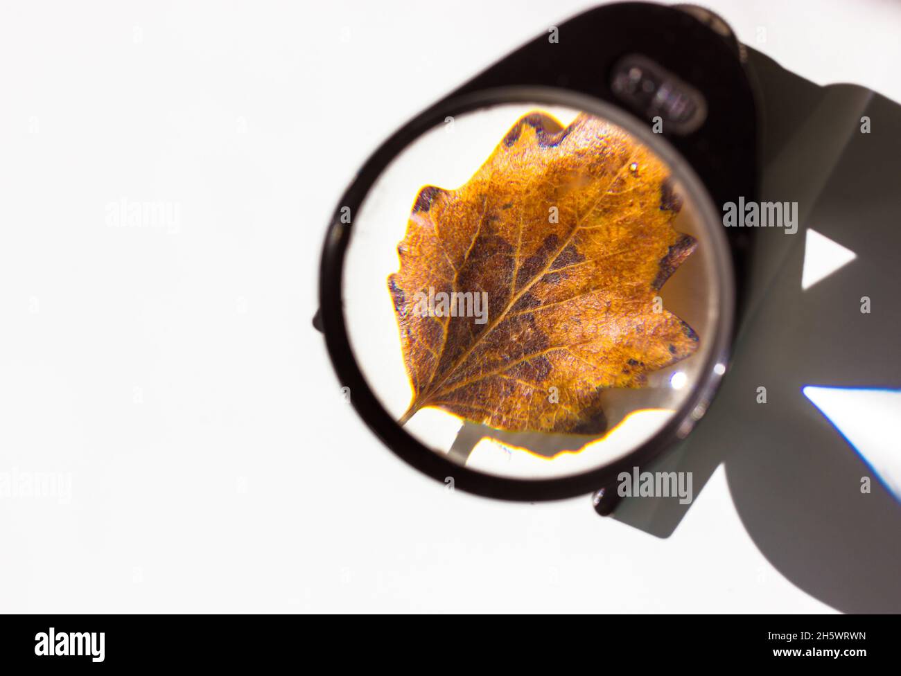 Studying, exploring, looking at the fallen yellow dry autumn leaf ...