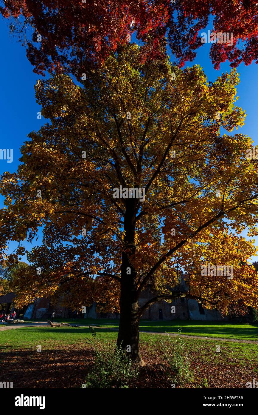 Autumn foliage scenery during daylight Stock Photo - Alamy