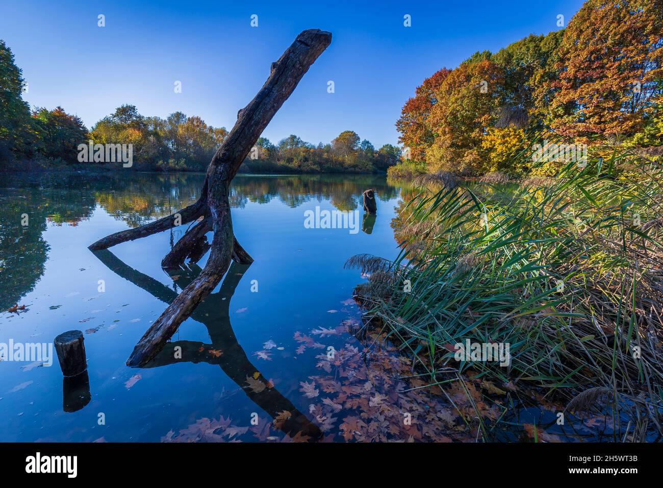 Autumn foliage scenery during daylight Stock Photo - Alamy