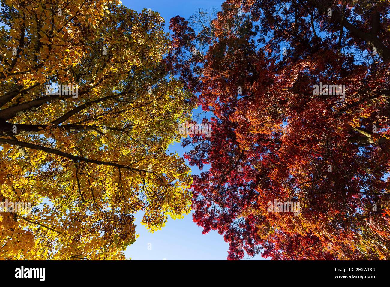 Autumn foliage scenery during daylight Stock Photo - Alamy