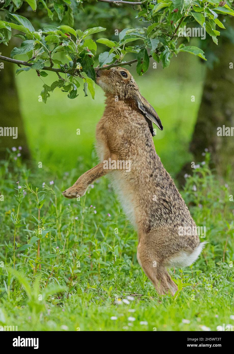 Apple tree damage hi-res stock photography and images - Alamy