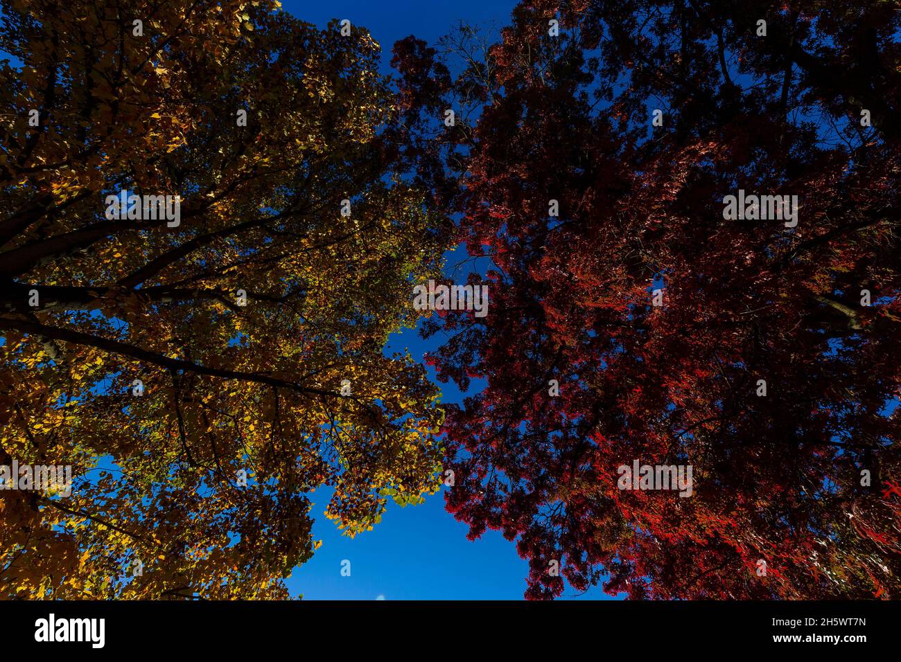 Autumn foliage scenery during daylight Stock Photo - Alamy