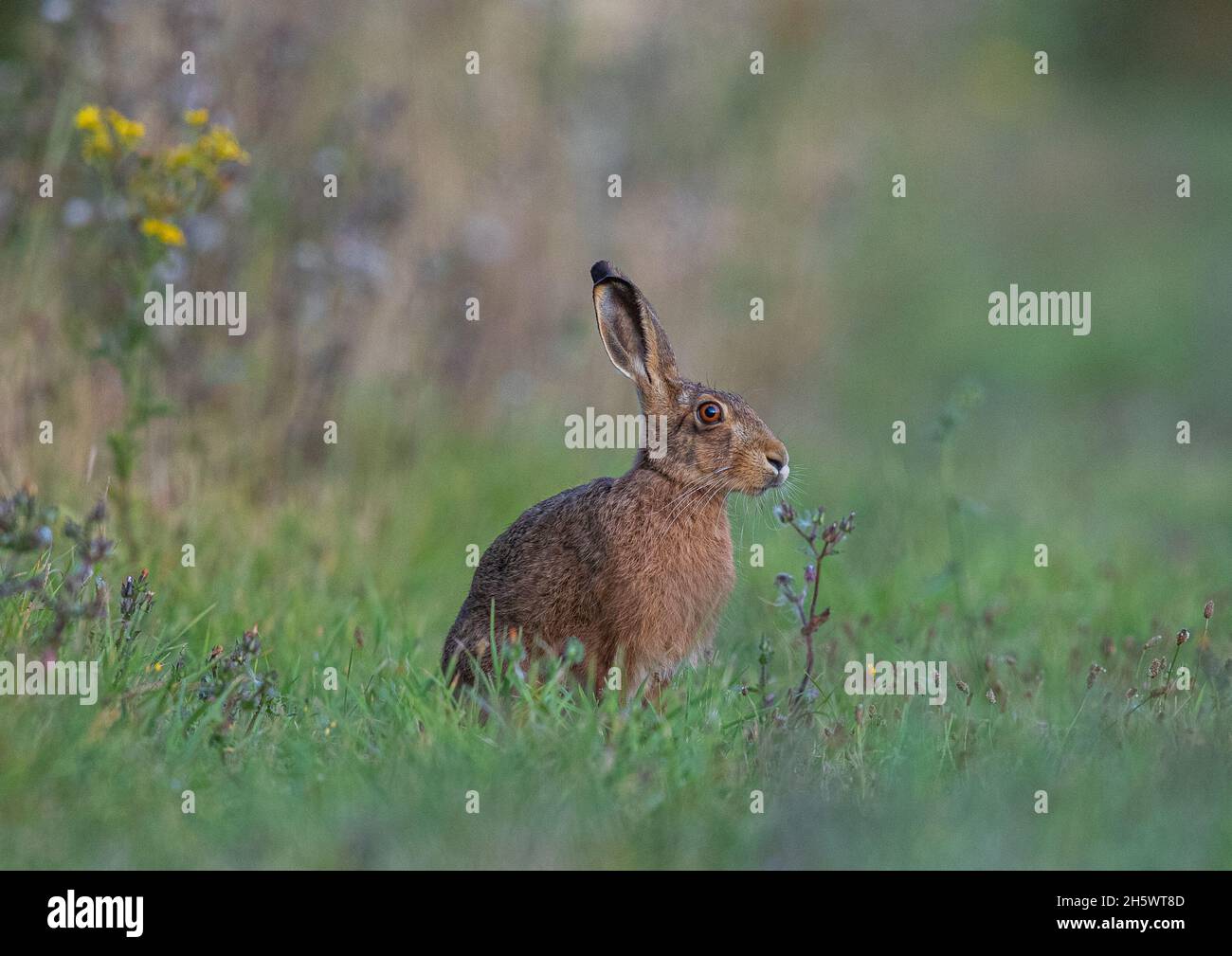 An adult Brown Hare sitting in a natural green environment amongst the ...