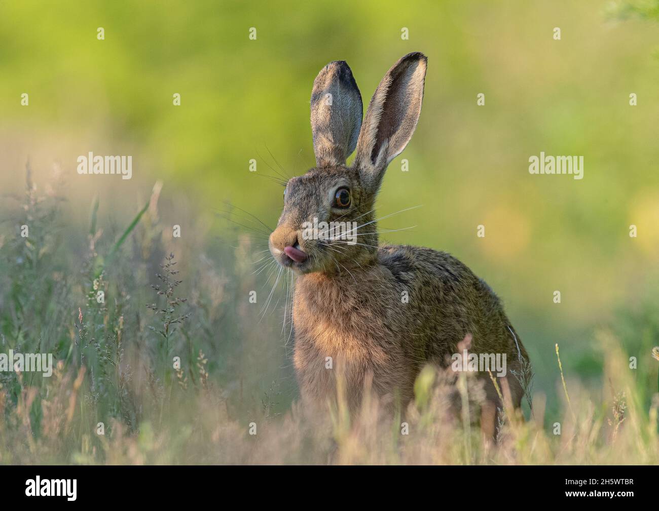 A close up of a young Brown Hare/ leveret sticking his tongue out at ...