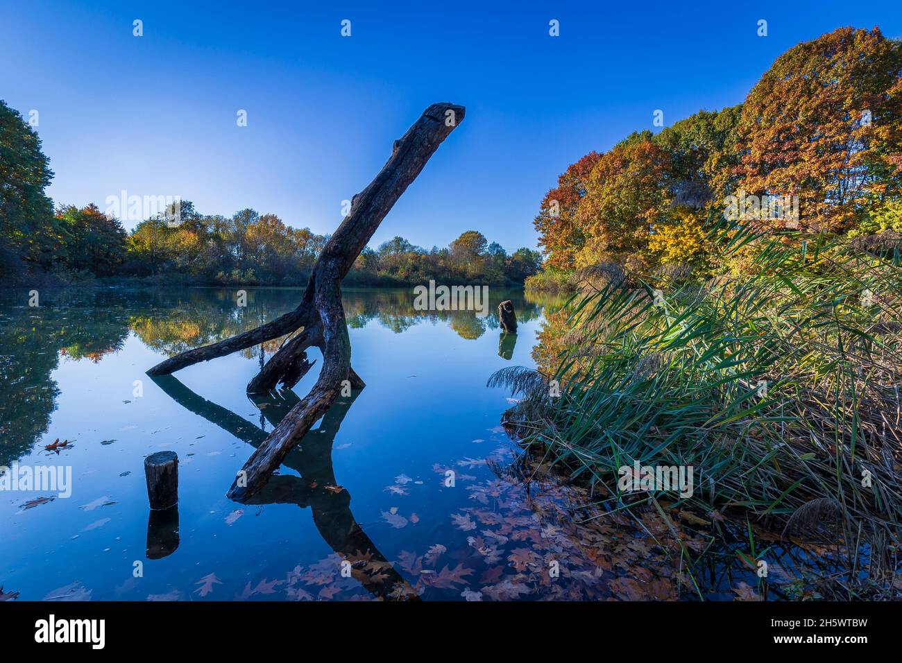 Autumn foliage scenery during daylight Stock Photo - Alamy