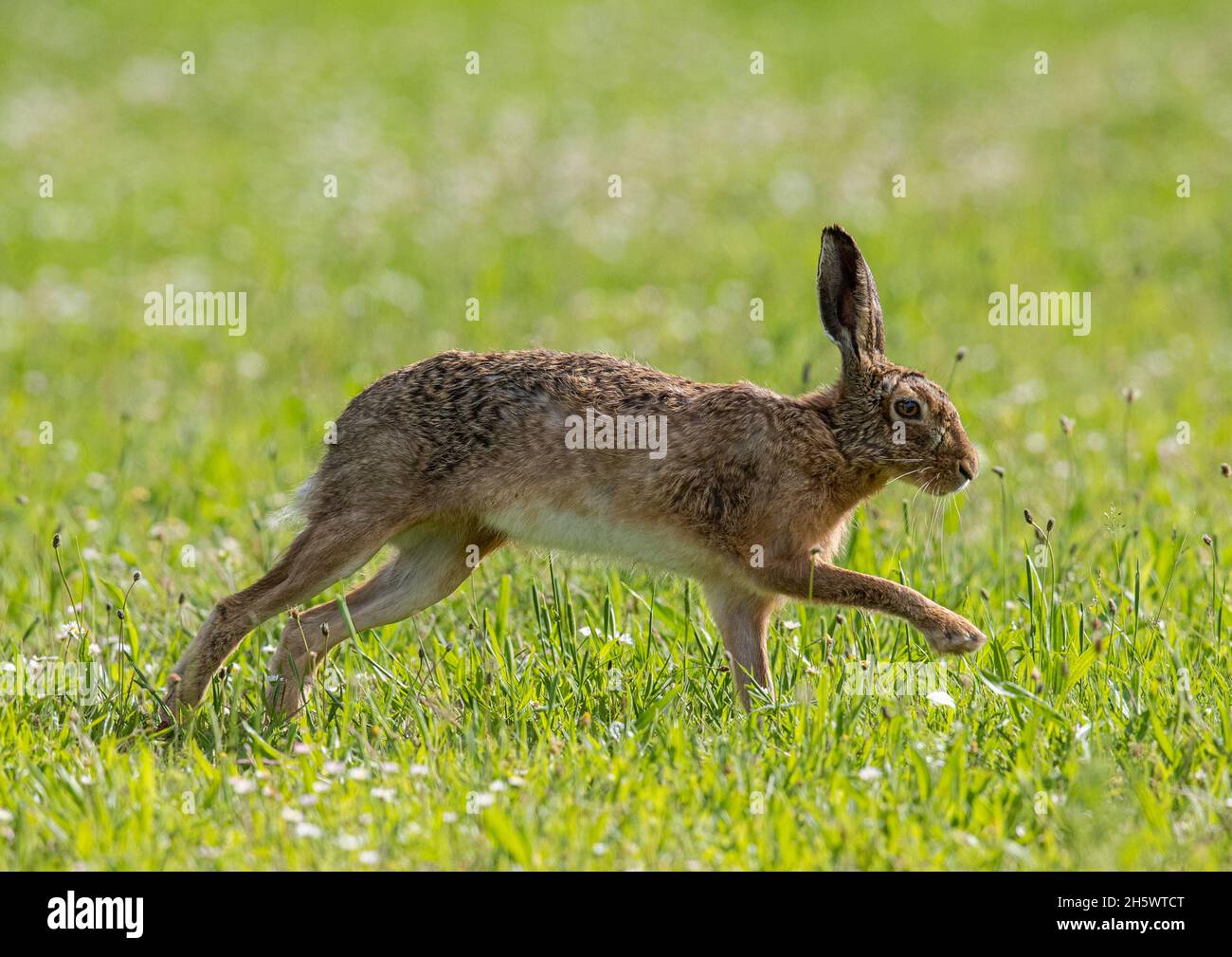 A close up of a Brown Hare running fast across a farmers wheat field ...