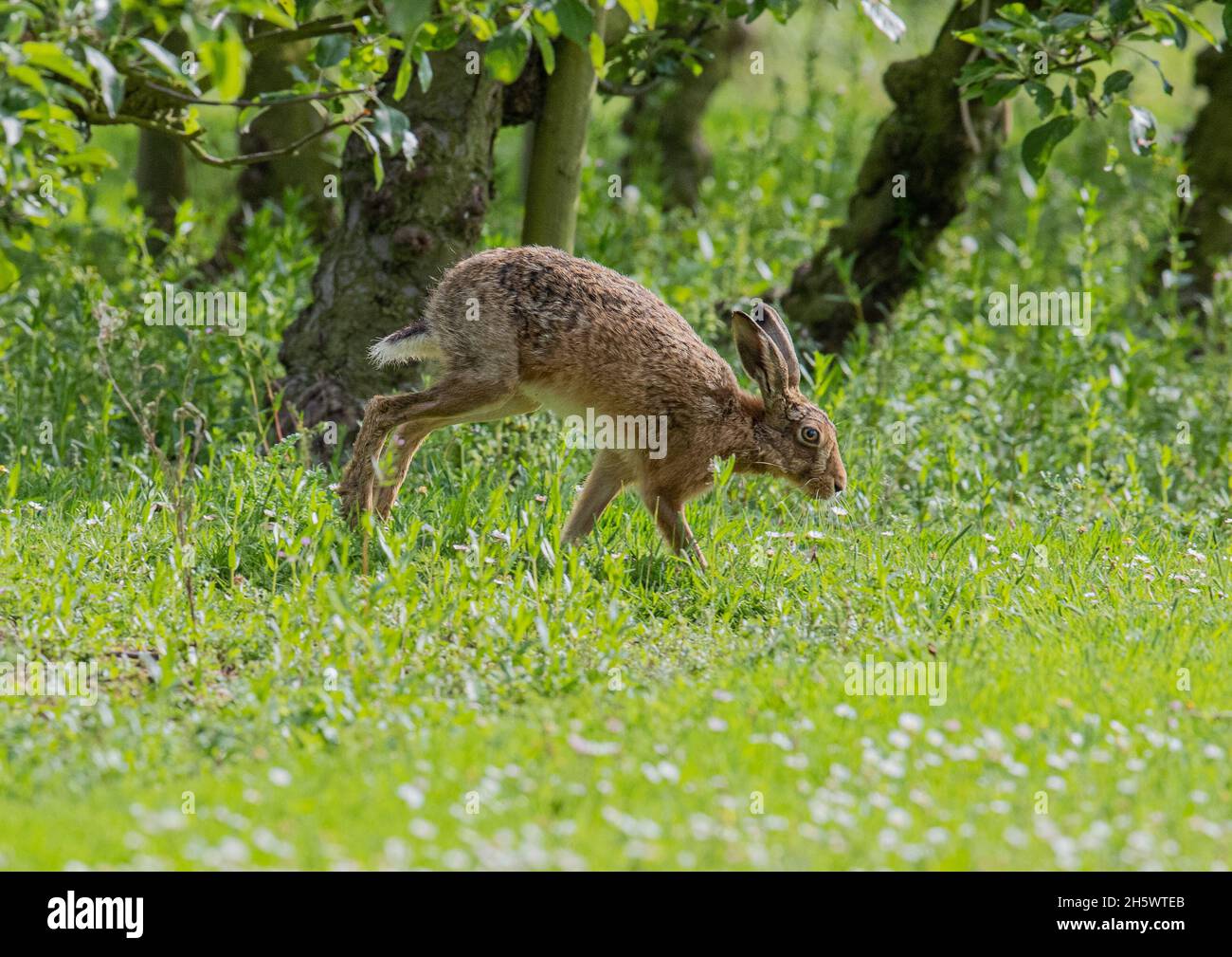 A close up of a Brown Hare running in an orchard showing how its long ...