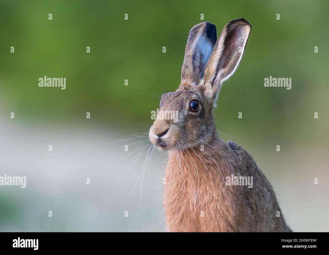 High alert hi-res stock photography and images - Alamy