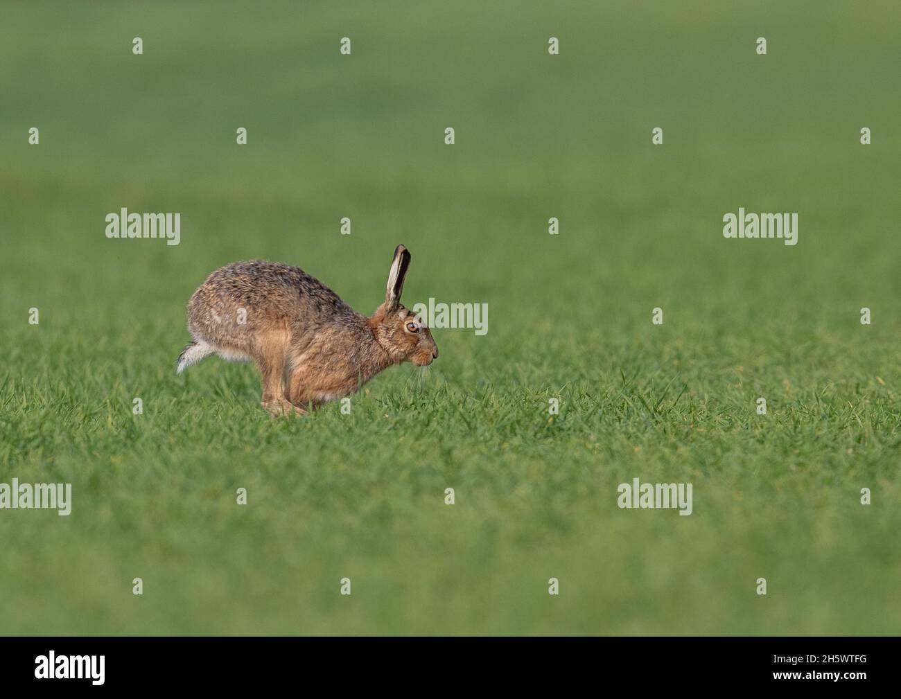 A Brown Hare sprinting across a farmers wheat field. Showing how its ...