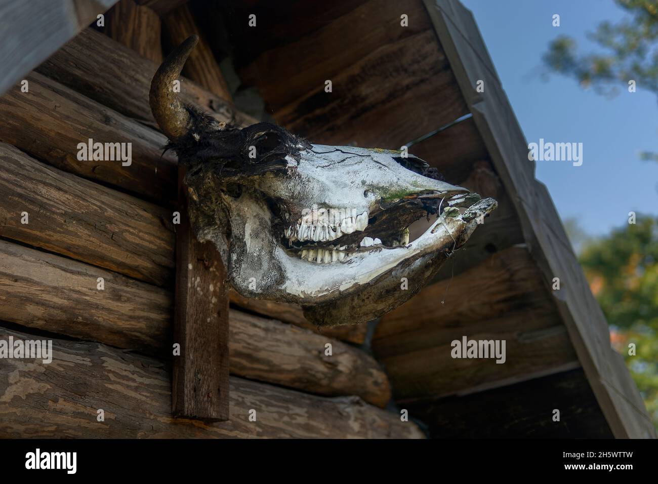the skull of a horned animal hangs near the roof of an ancient wooden ...