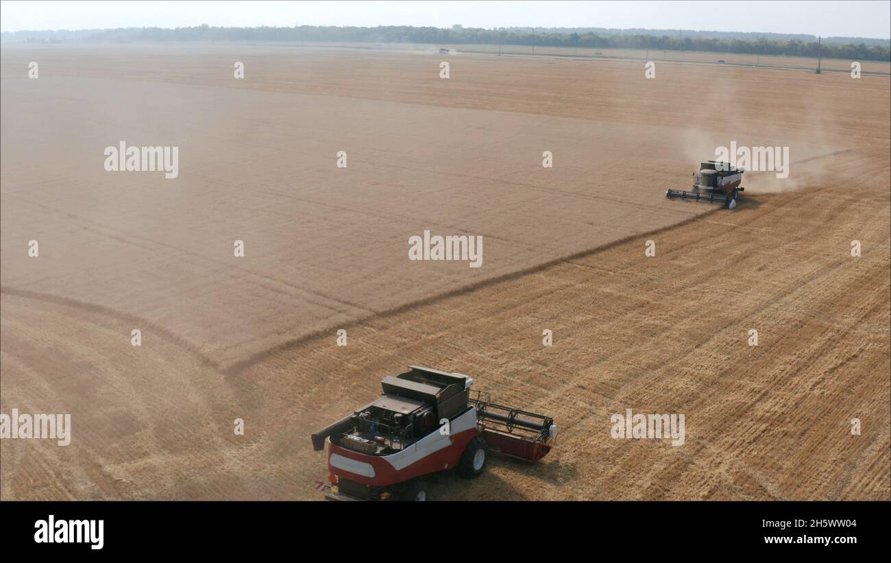 On the background the combine harvester collects the remains of wheat ...