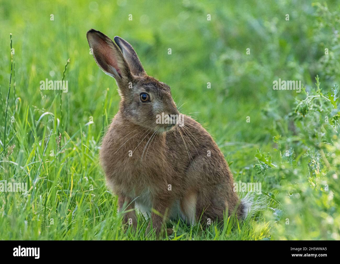 A Brown Hare Leveret enjoying the sunshine whilst sitting on the ...