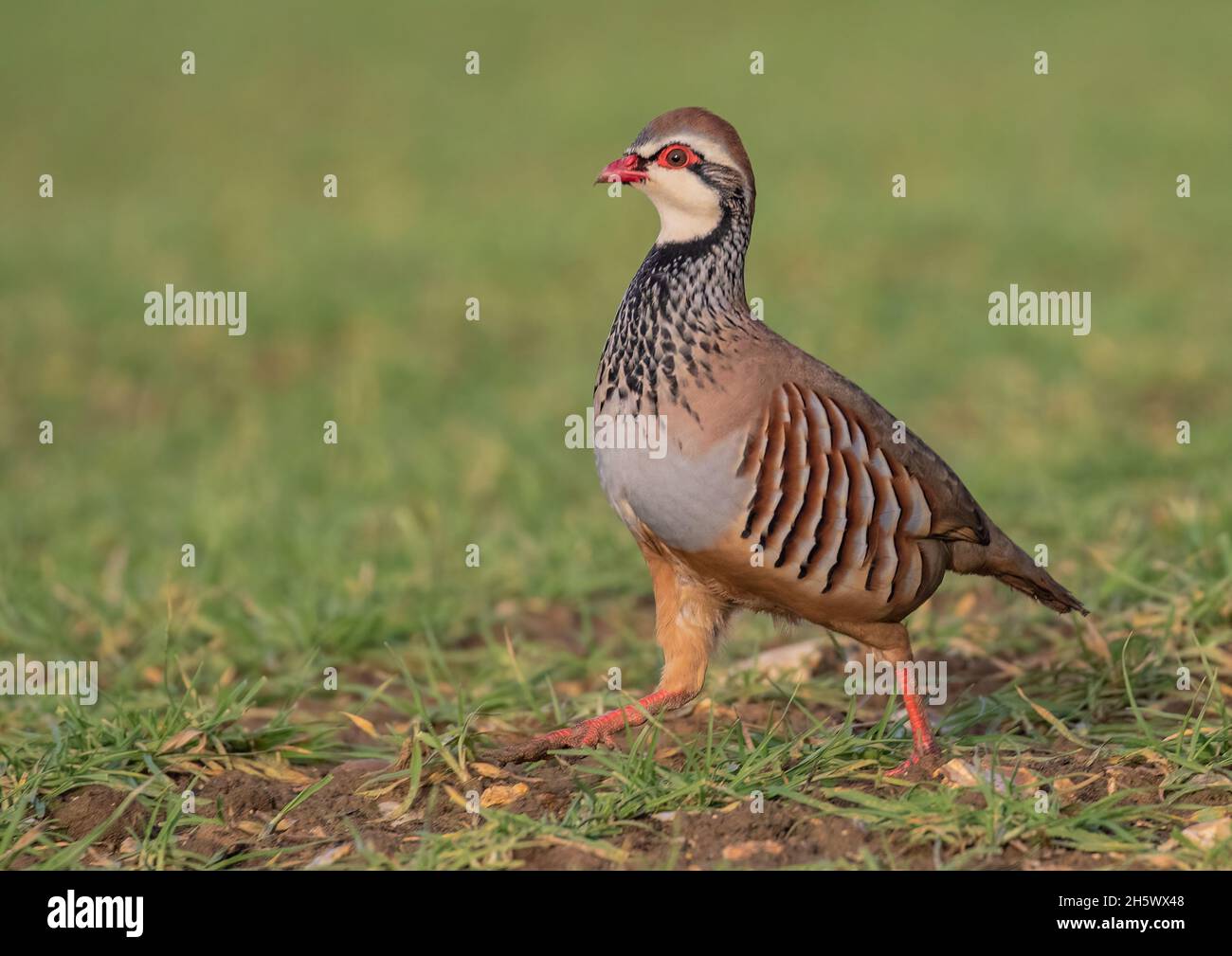 Adult red legged partridge hi-res stock photography and images - Alamy