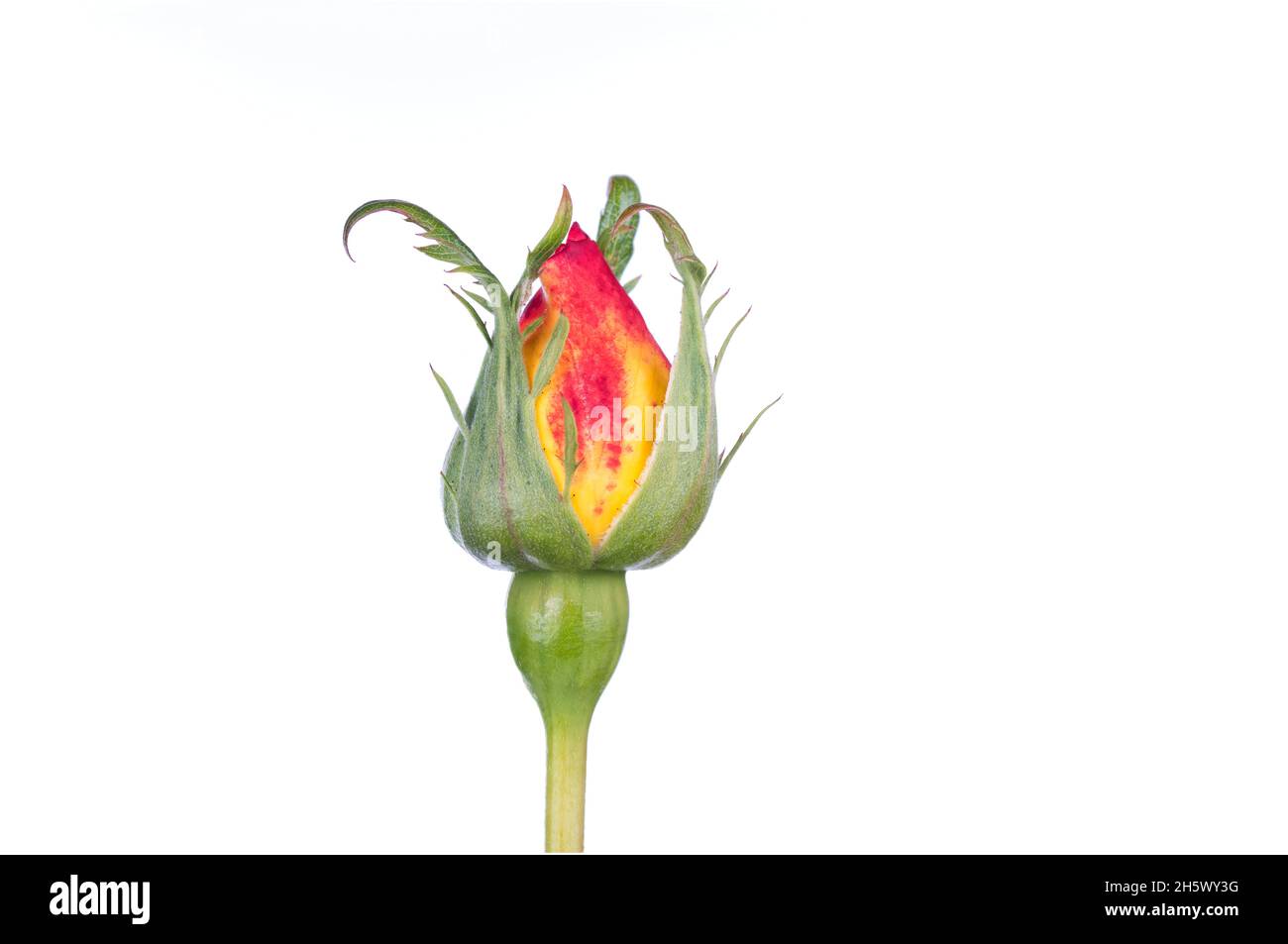 Red rose yellow center garden hi-res stock photography and images - Alamy