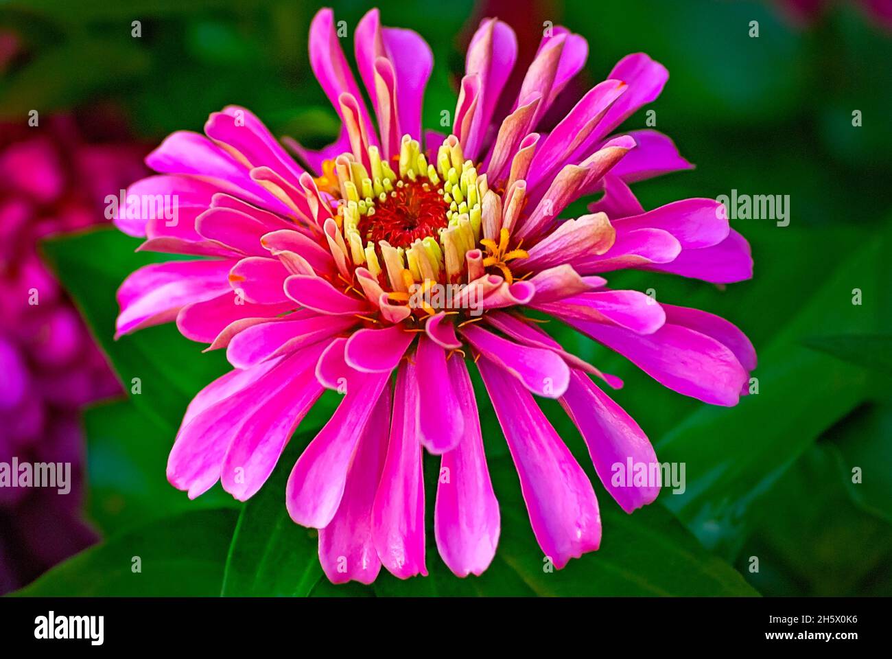 Common zinnia (Zinnia elegans) is pictured, July 9, 2011, in Columbus ...