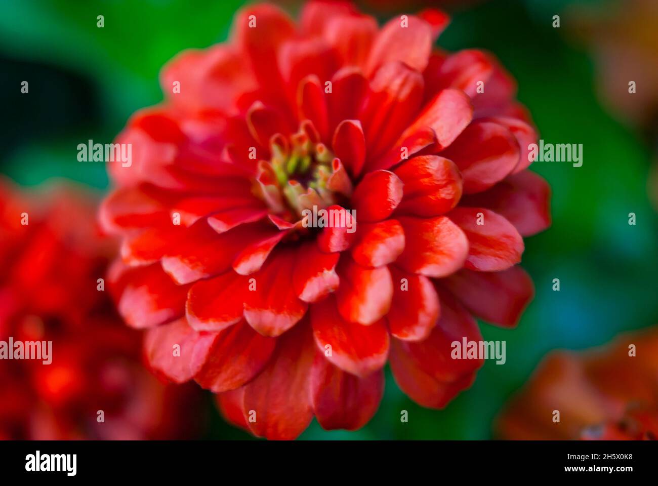 Common zinnia (Zinnia elegans) is pictured, July 9, 2011, in Columbus ...