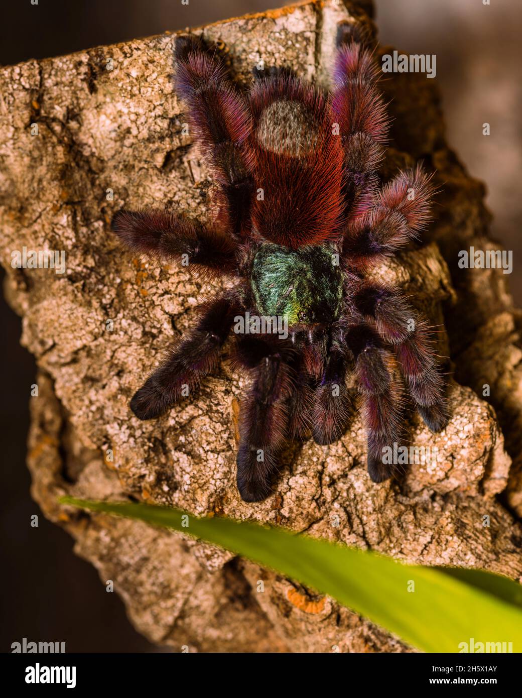 Caribena versicolor (ex avicularia versicolor, Martinique tree ...