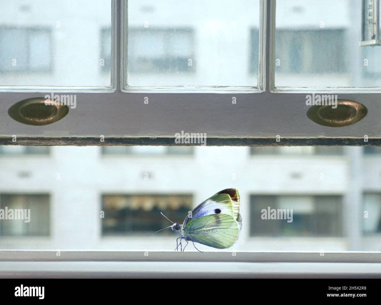 Butterfly indoors windowsill. Open window. Pieris Rapae male Cabbage ...