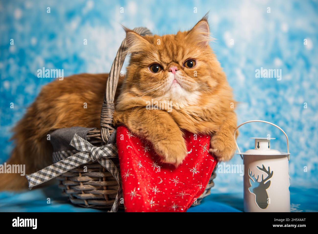 Red Persian cat in red Santa Claus scarf on Christmas Stock Photo - Alamy