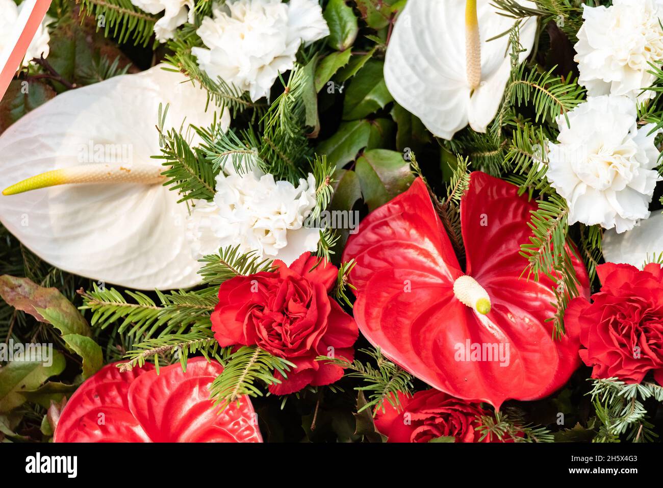 White and red flowers with a ribbon in Polish national colors. National ...