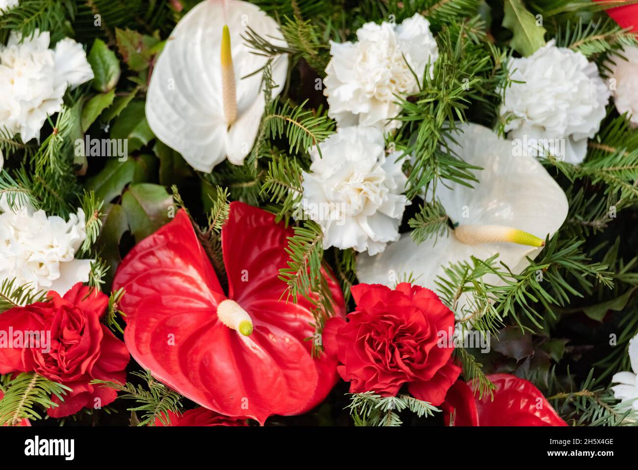 White and red flowers with a ribbon in Polish national colors. National ...