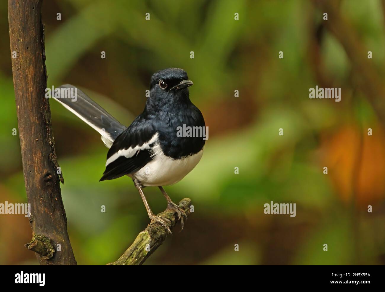 Oriental Magpie-robin (Copsychus saularis ceylonensis) adult male ...