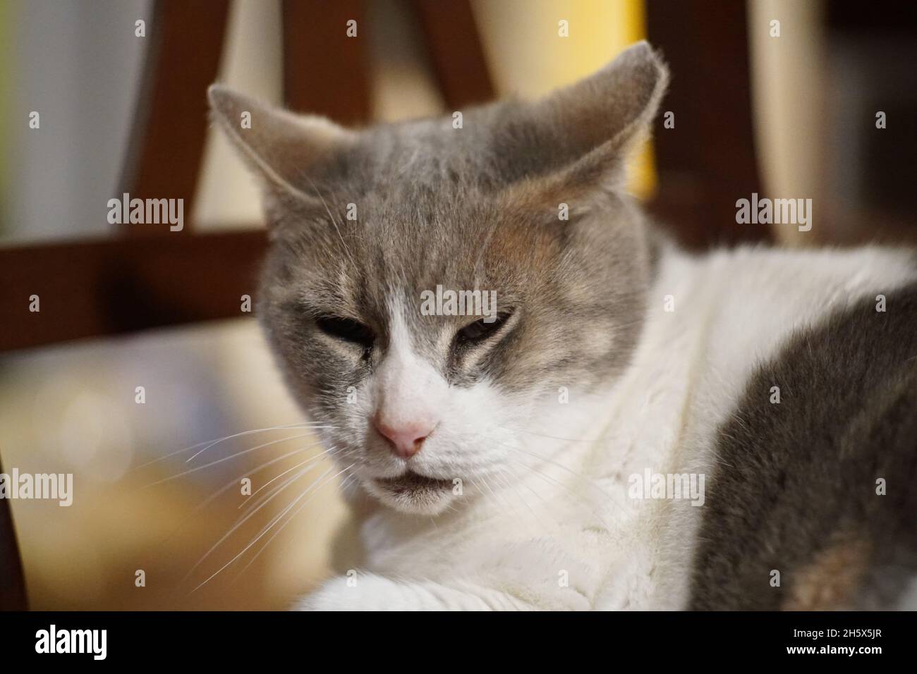 gatta in posa Stock Photo - Alamy