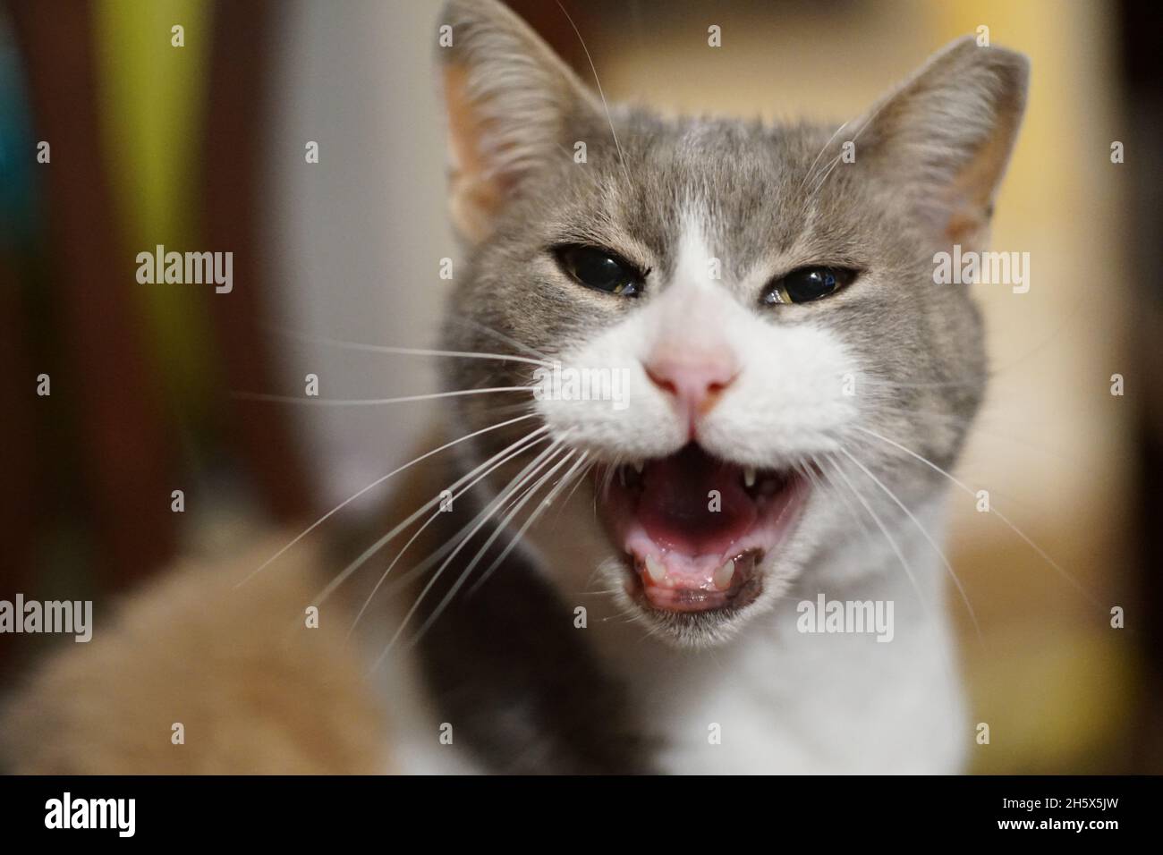 gatta in posa Stock Photo - Alamy