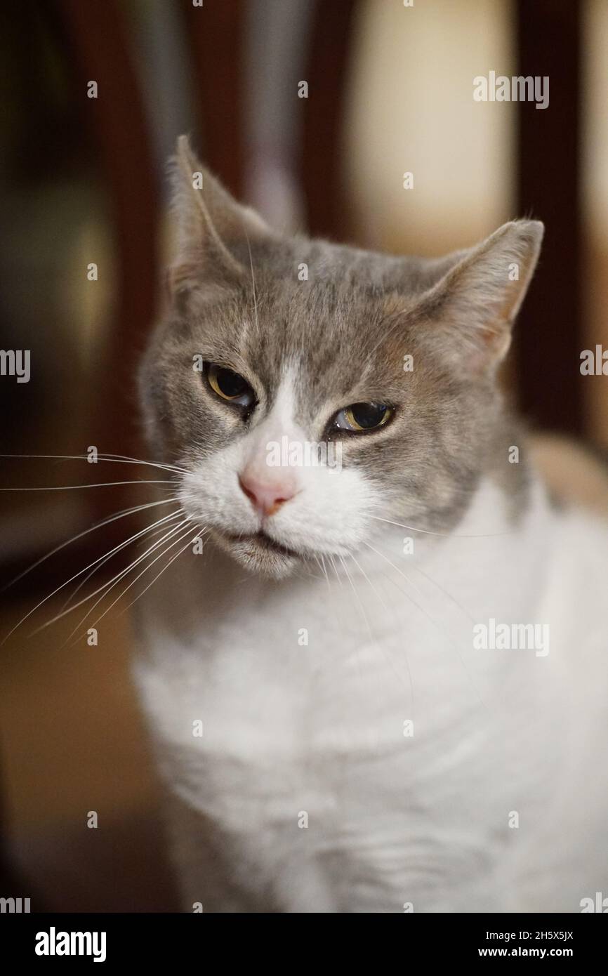 gatta in posa Stock Photo - Alamy