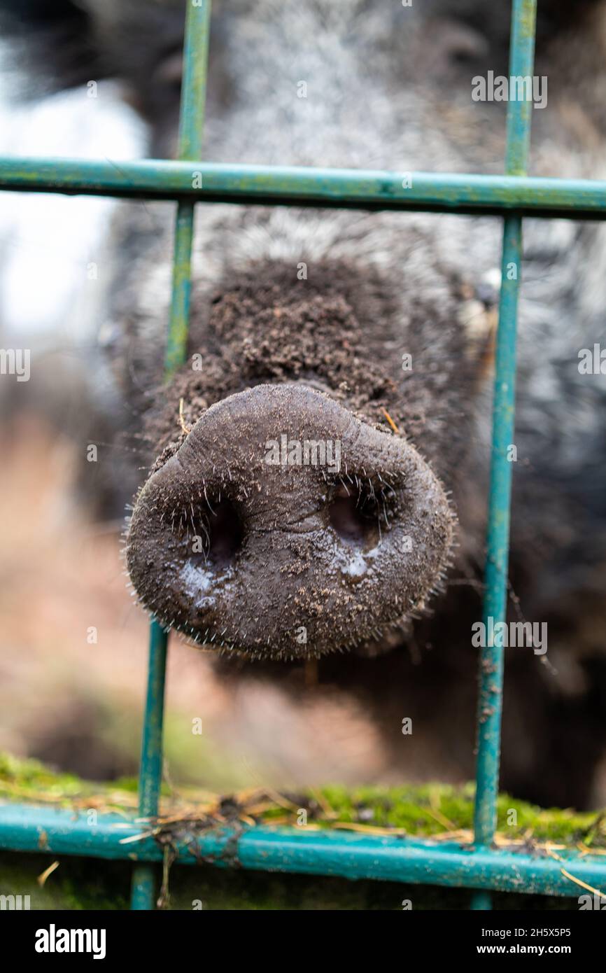 Vertical closeup of the boar snout behind the fence Stock Photo - Alamy