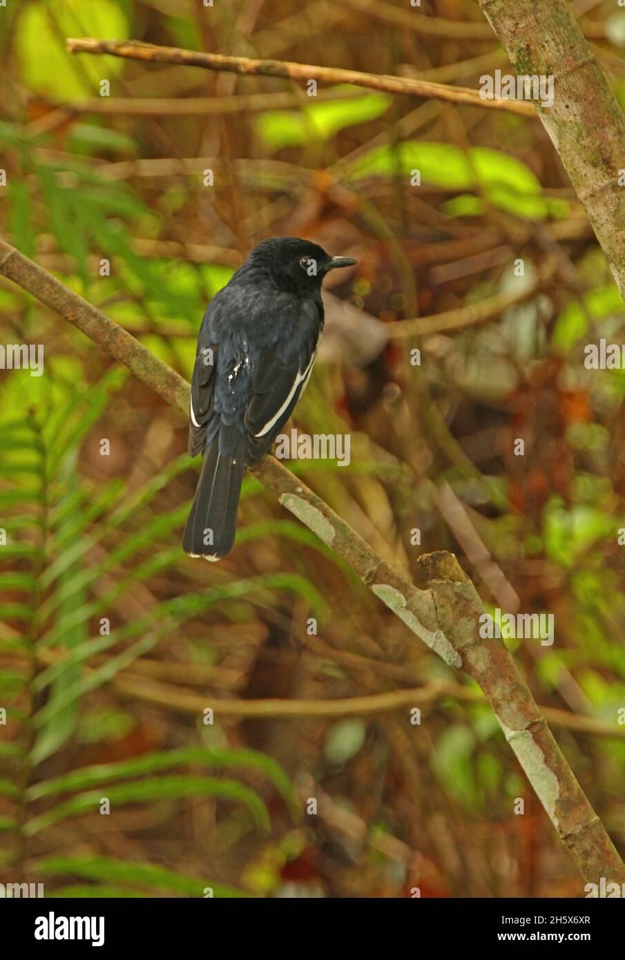 Copsychus saularis ceylonensis hi-res stock photography and images - Alamy