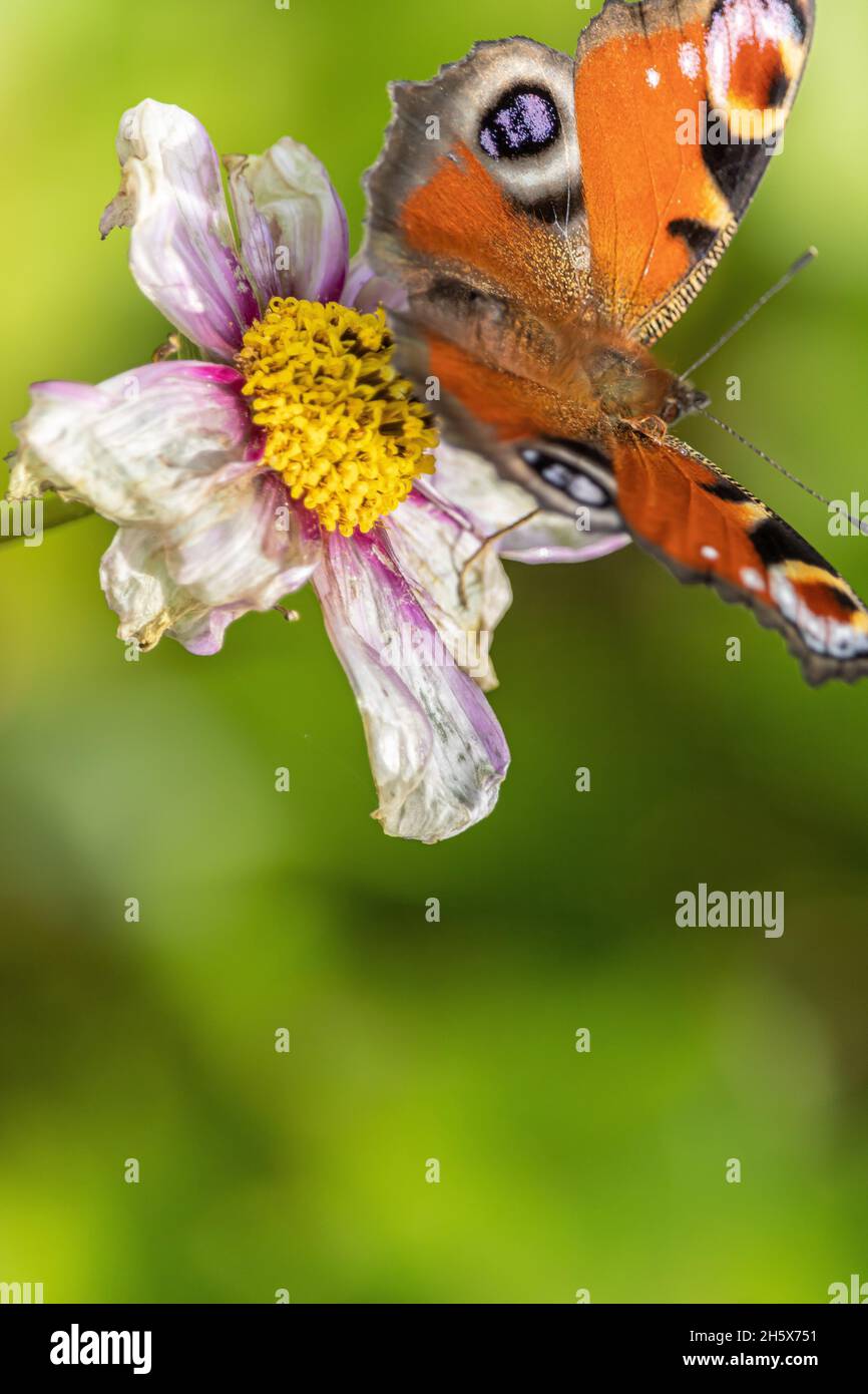 Vertical shot of a beautiful butterfly on the Garden Cosmos flower in a ...