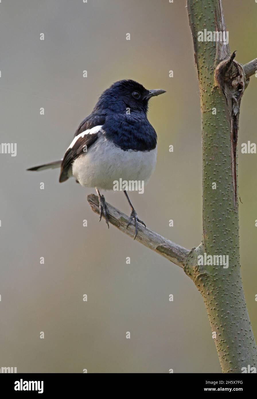 Indian magpie robin hi-res stock photography and images - Alamy