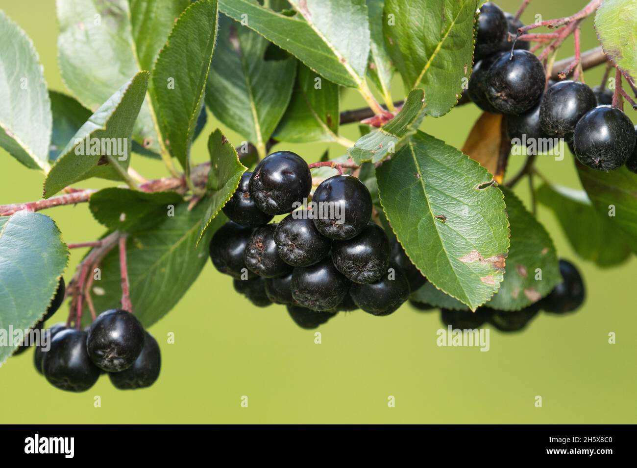 Dark berries hi-res stock photography and images - Alamy