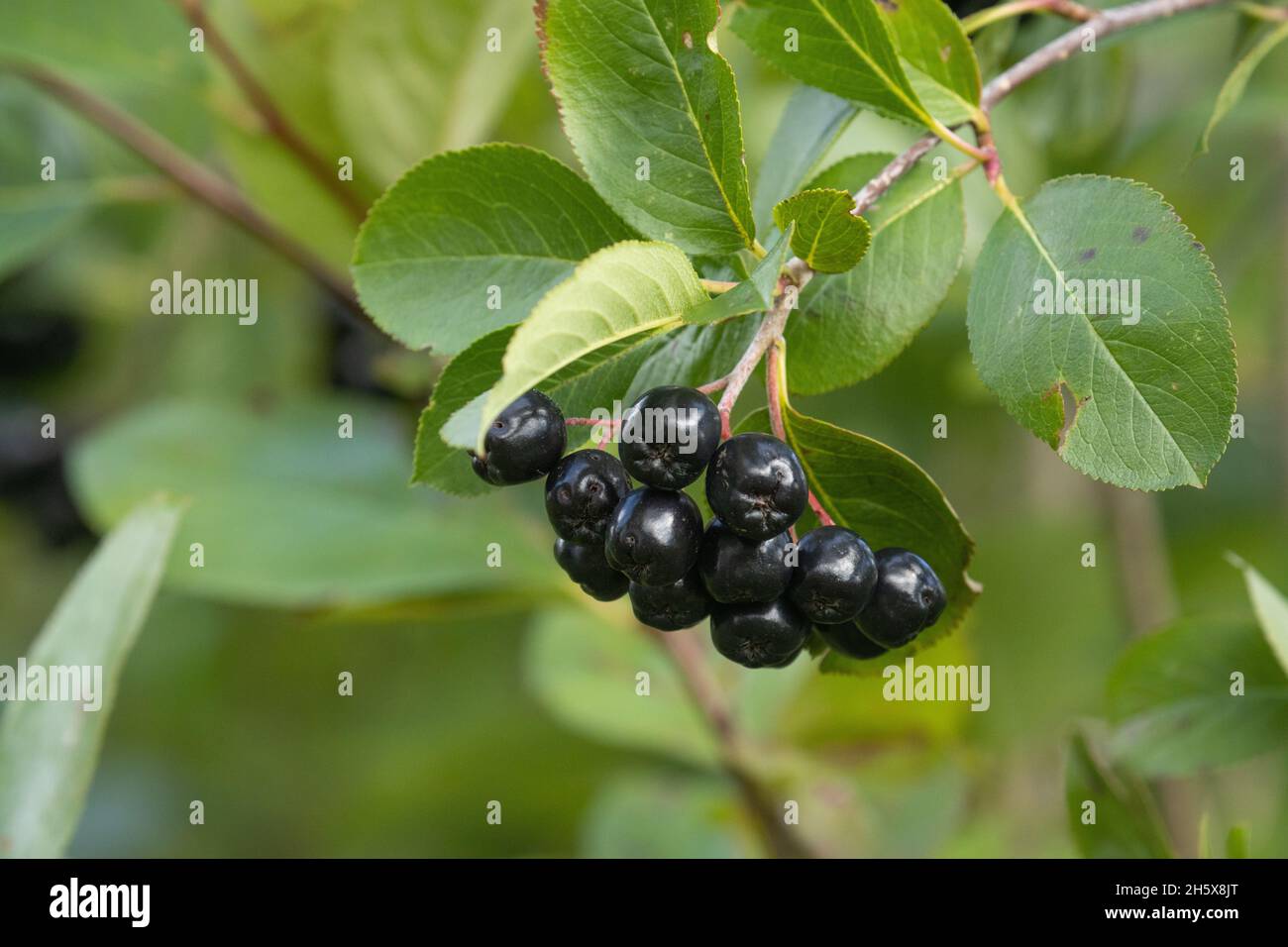 Sorbaronia hi-res stock photography and images - Alamy