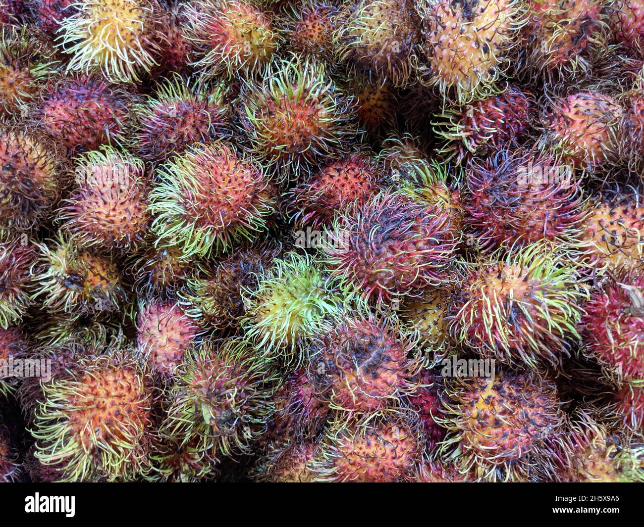 Closeup of fresh rambutan in a market Stock Photo - Alamy