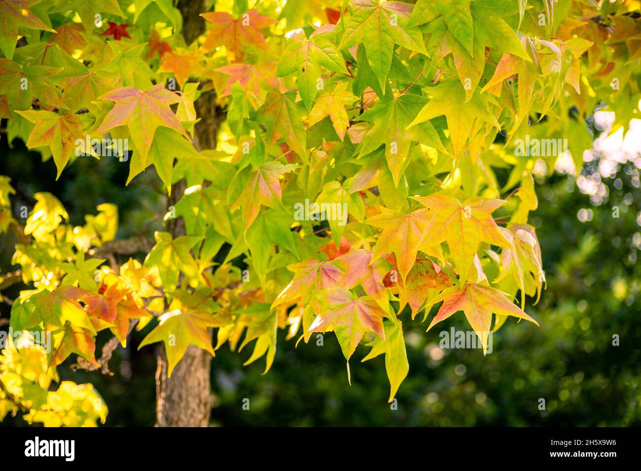 Liquidambar styraciflua gumball hi-res stock photography and images - Alamy