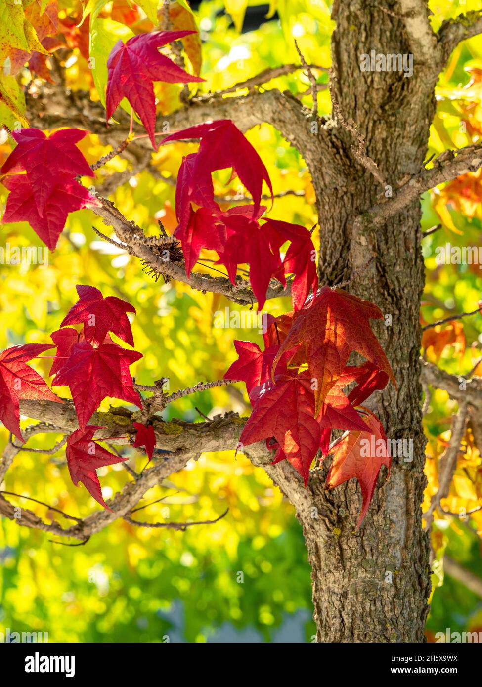 Sweet gum tree gumball hi-res stock photography and images - Alamy