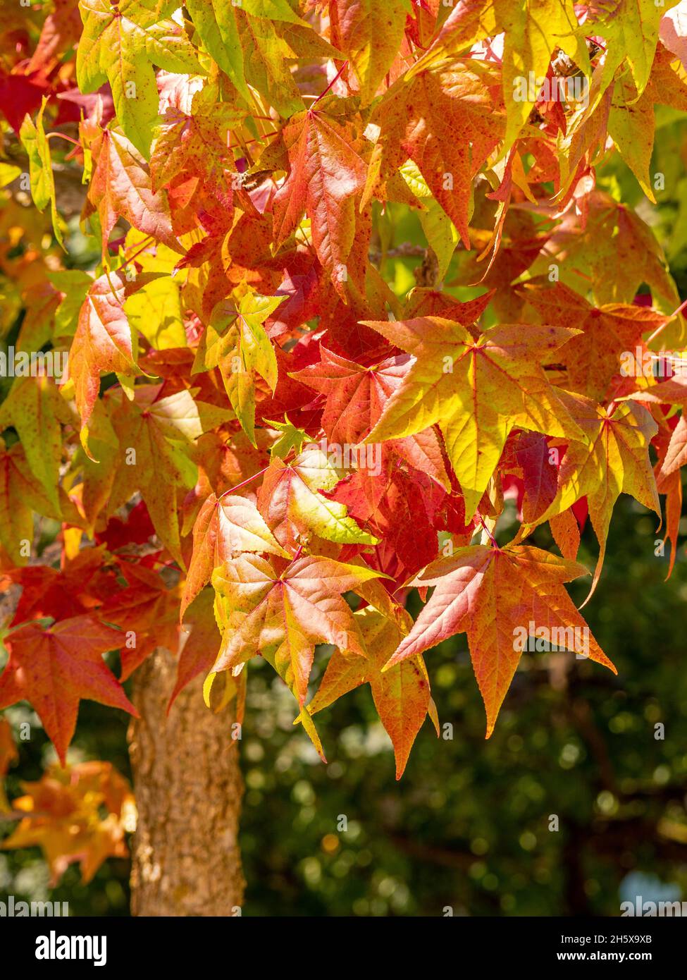 Sweet gum tree gumball hi-res stock photography and images - Alamy