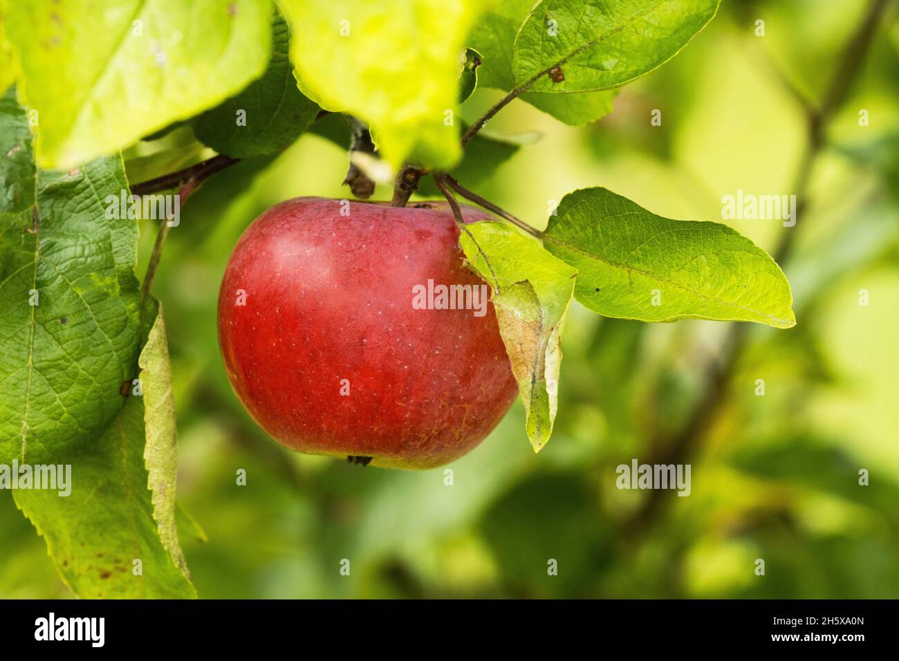 Ecological orchard hi-res stock photography and images - Alamy