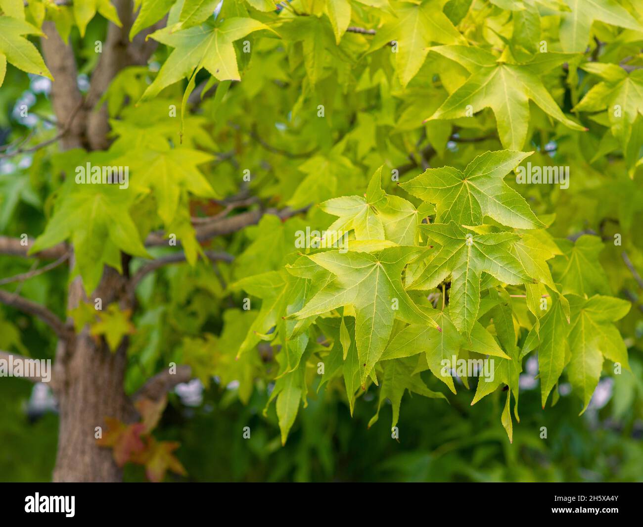 Sweet gum tree gumball hi-res stock photography and images - Alamy
