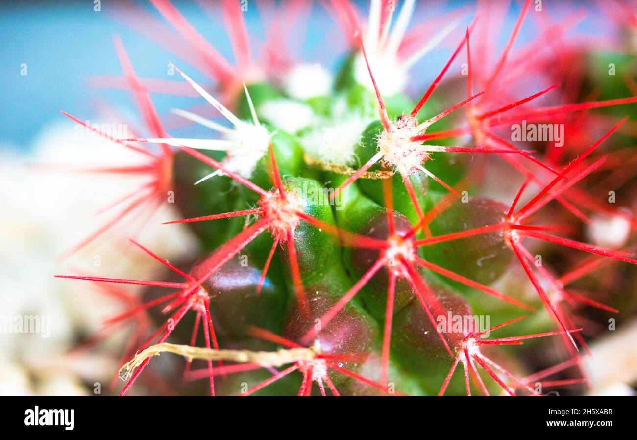 A little green cacti with long sharp red white thorns. Growing and ...
