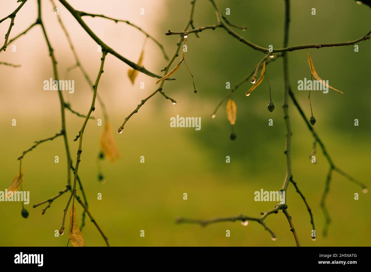 A heavy fog in the forest. High quality photo Stock Photo - Alamy