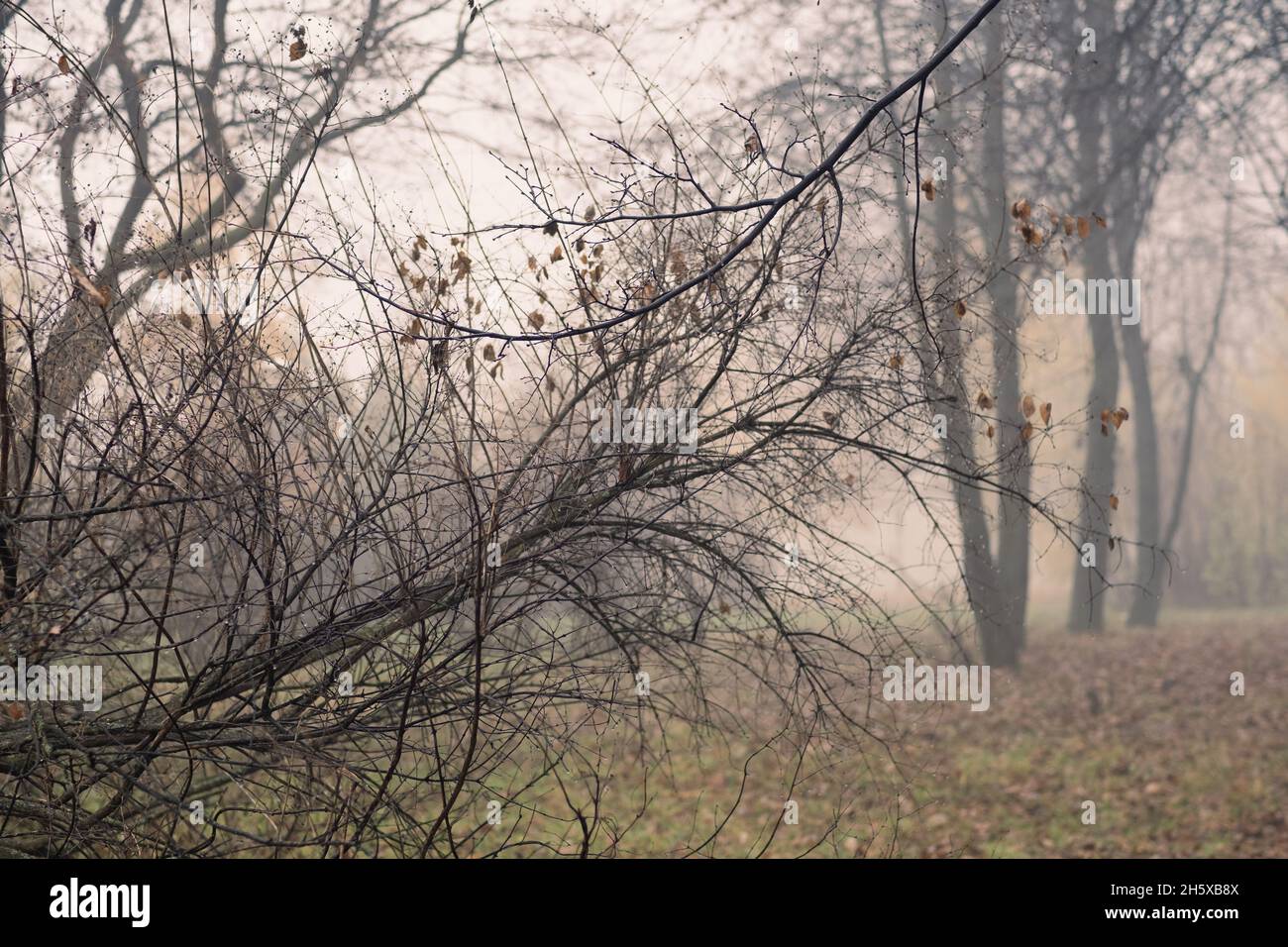 Black forest heavy horses hi-res stock photography and images - Alamy