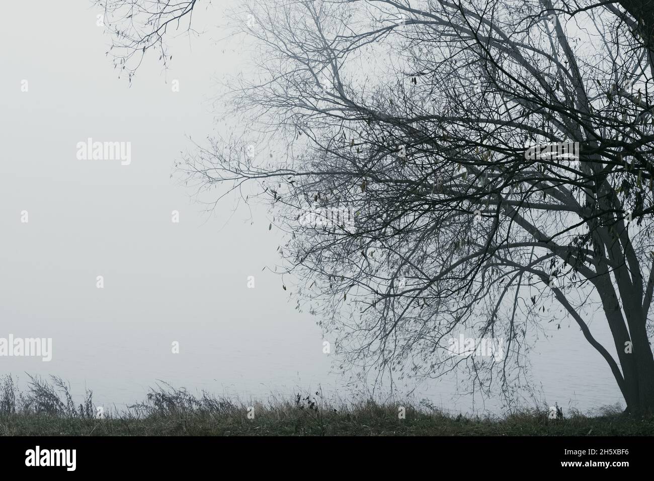 A heavy fog in the forest. High quality photo Stock Photo - Alamy