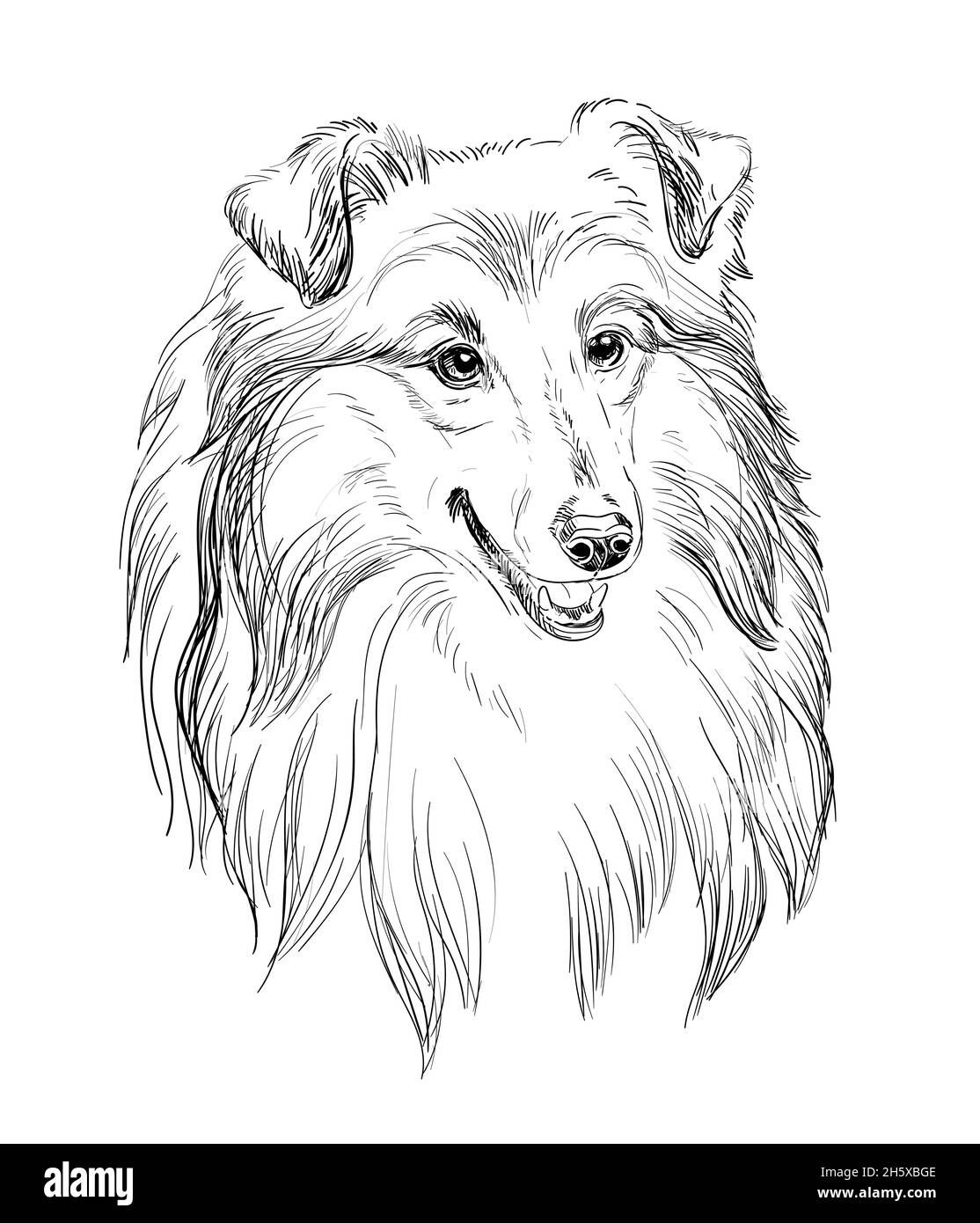 Realistic head of Collie dog vector hand drawing illustration isolated ...